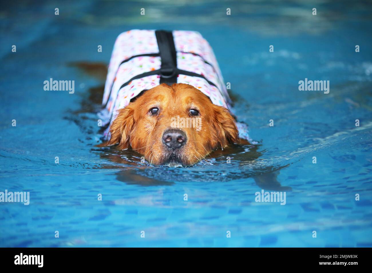 Golden Retriever wearing life jacket and swimming in the pool. Dog ...