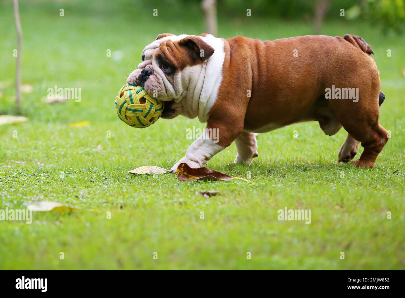 Bulldog holding ball in mouth and walking at the park. Dog playing ...