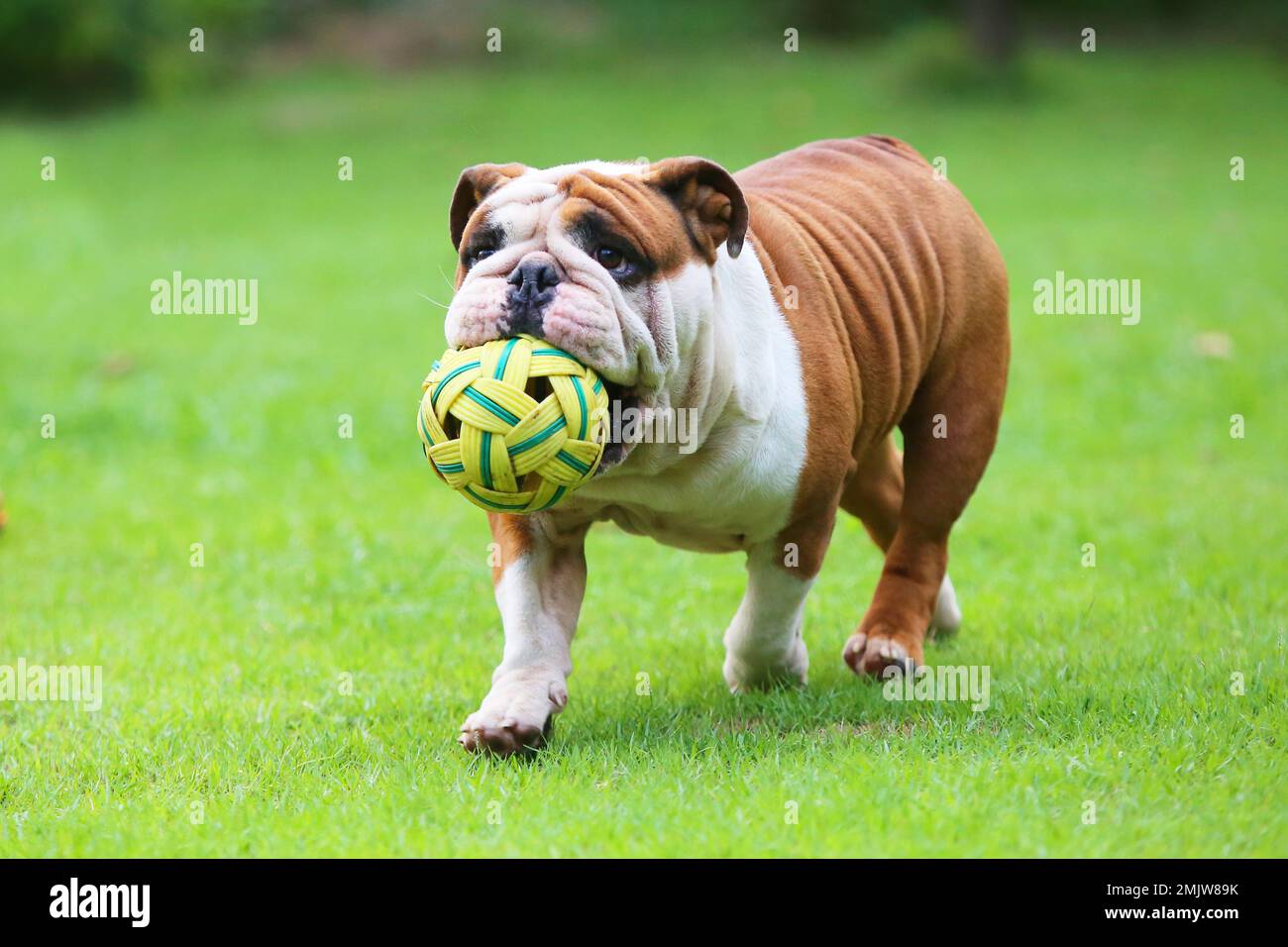 Bulldog holding ball in mouth and walking at the park. Dog playing ...