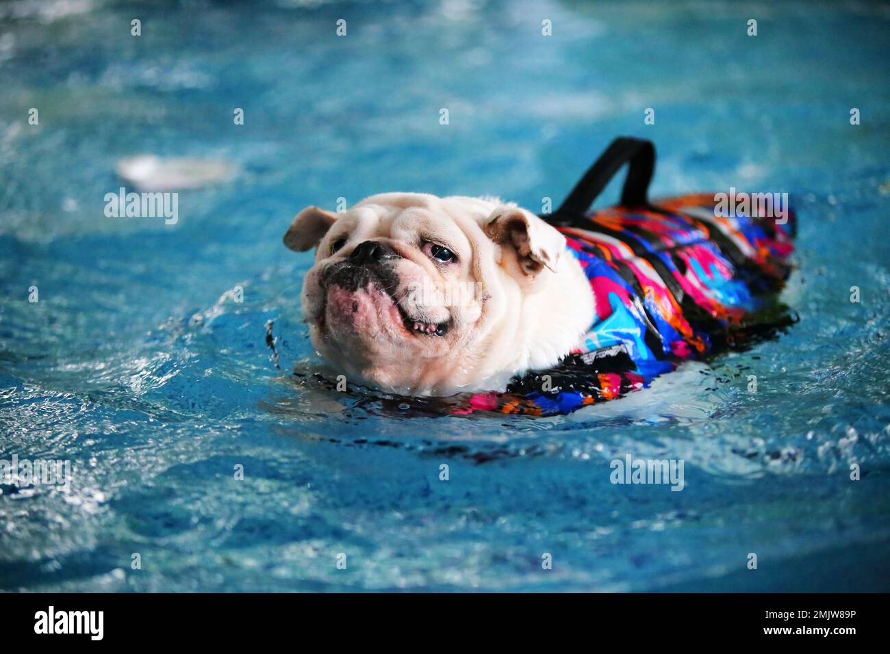English Bulldog wearing life jacket and swimming in the pool. Dog ...