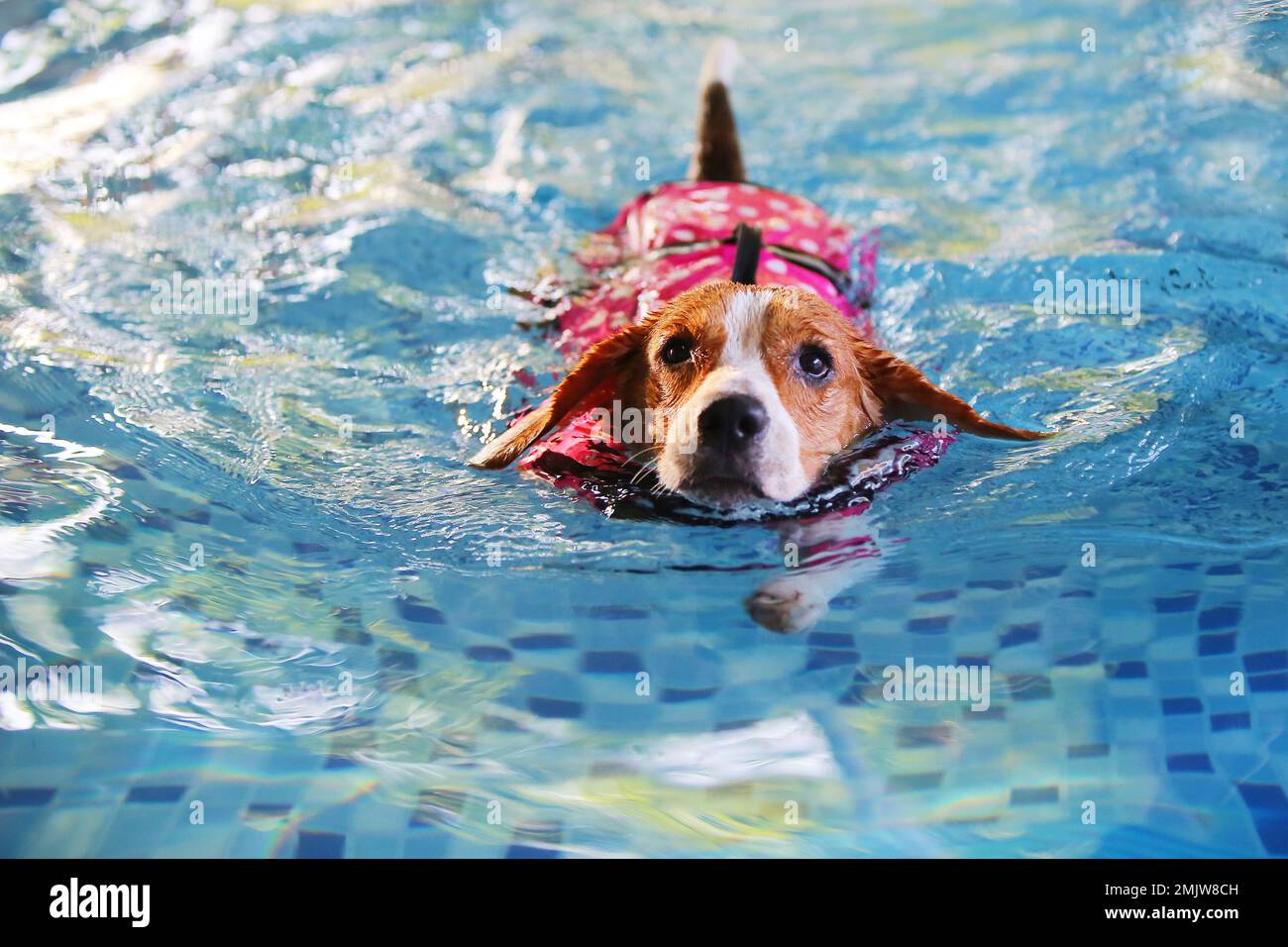 Beagle wearing life jacket and swimming in the pool. Dog swimming Stock ...