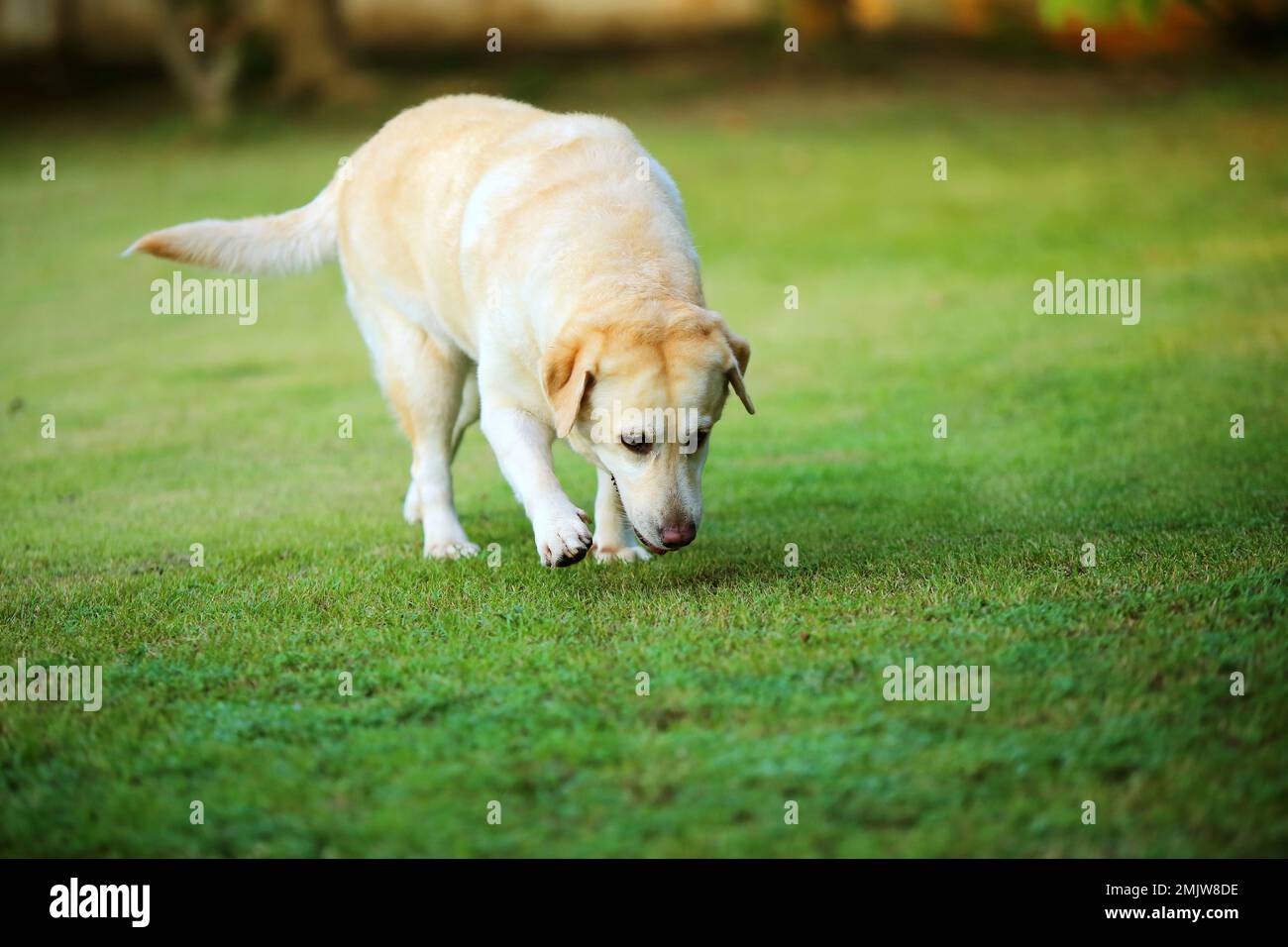 Labrador Retriever walking at the park. Dog unleashed at the lawn Stock ...