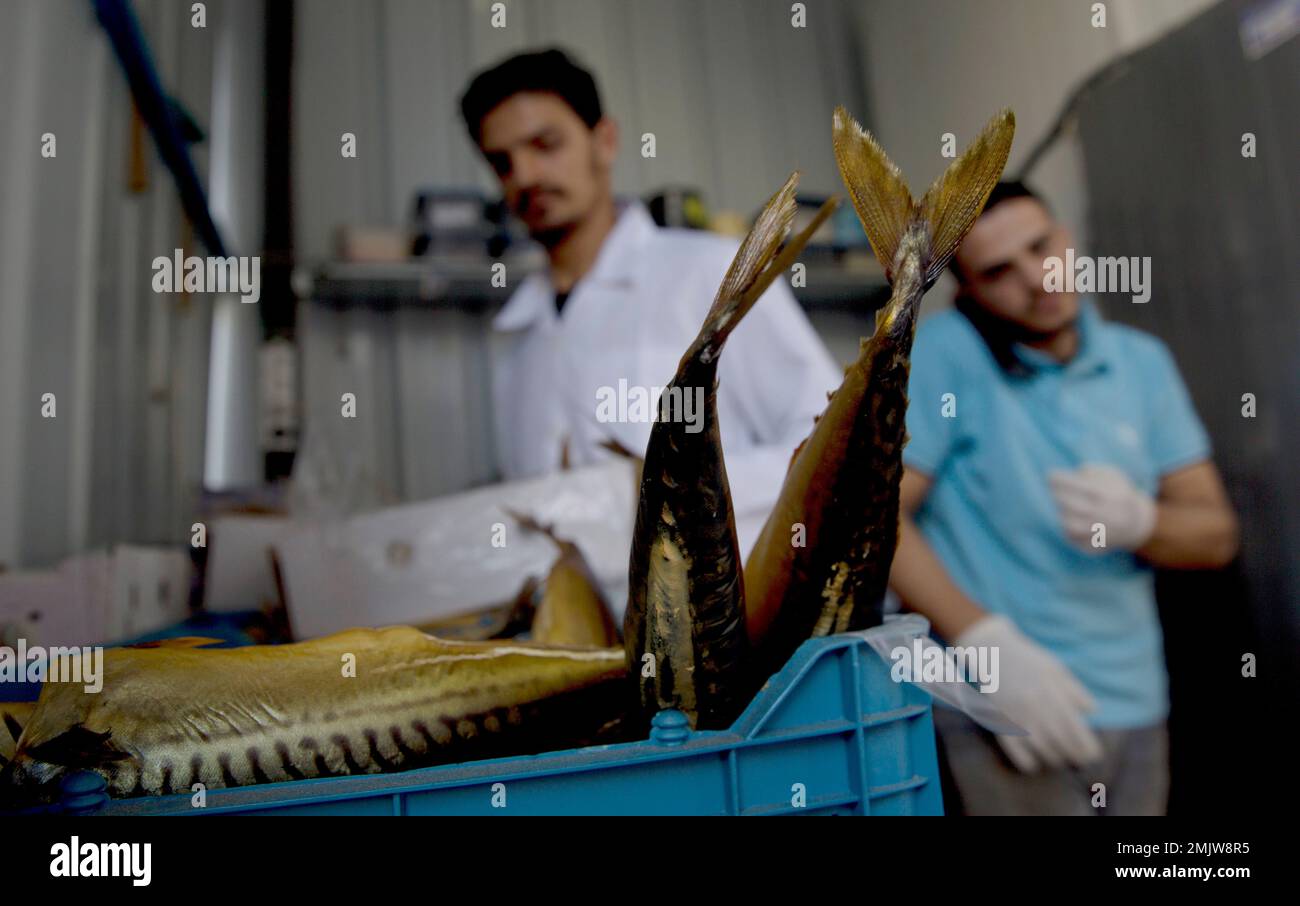 Palestinian workers process mackerel at a food plant in the southern ...