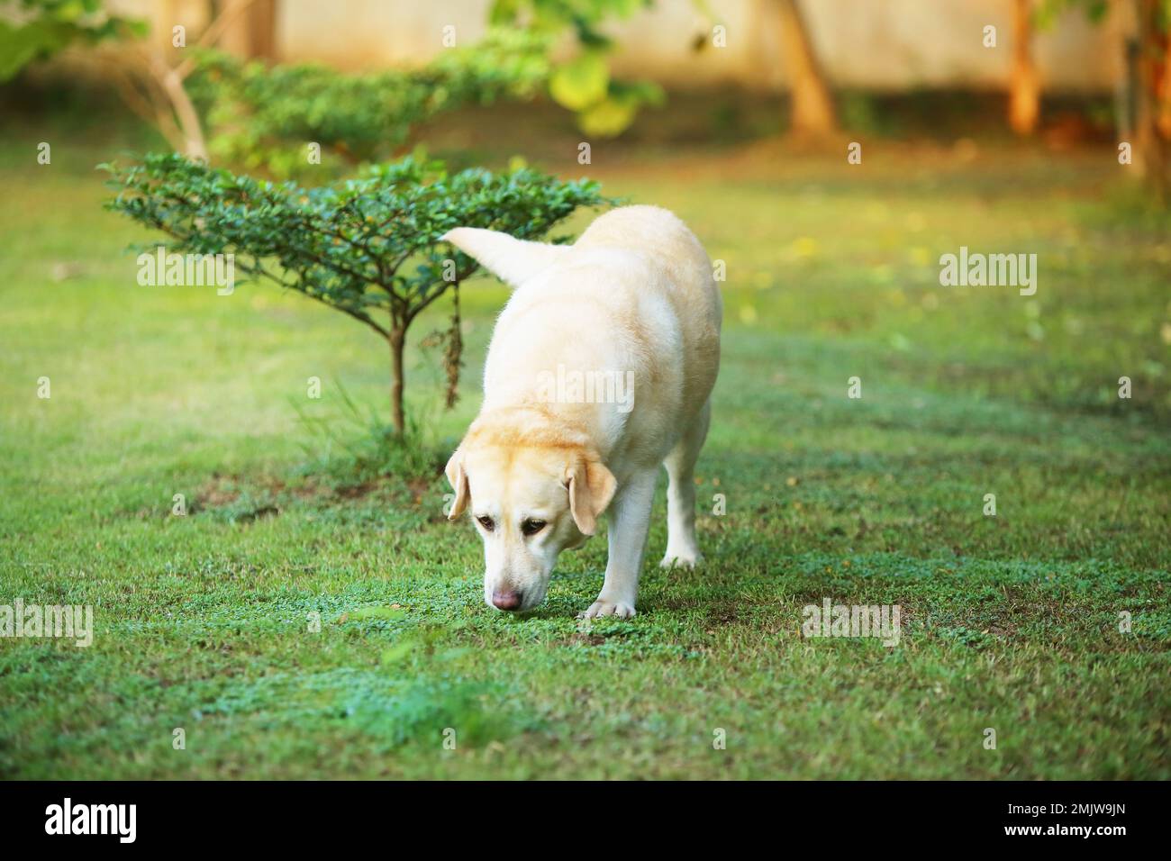 Labrador Retriever walking at the park. Dog unleashed at the lawn Stock ...