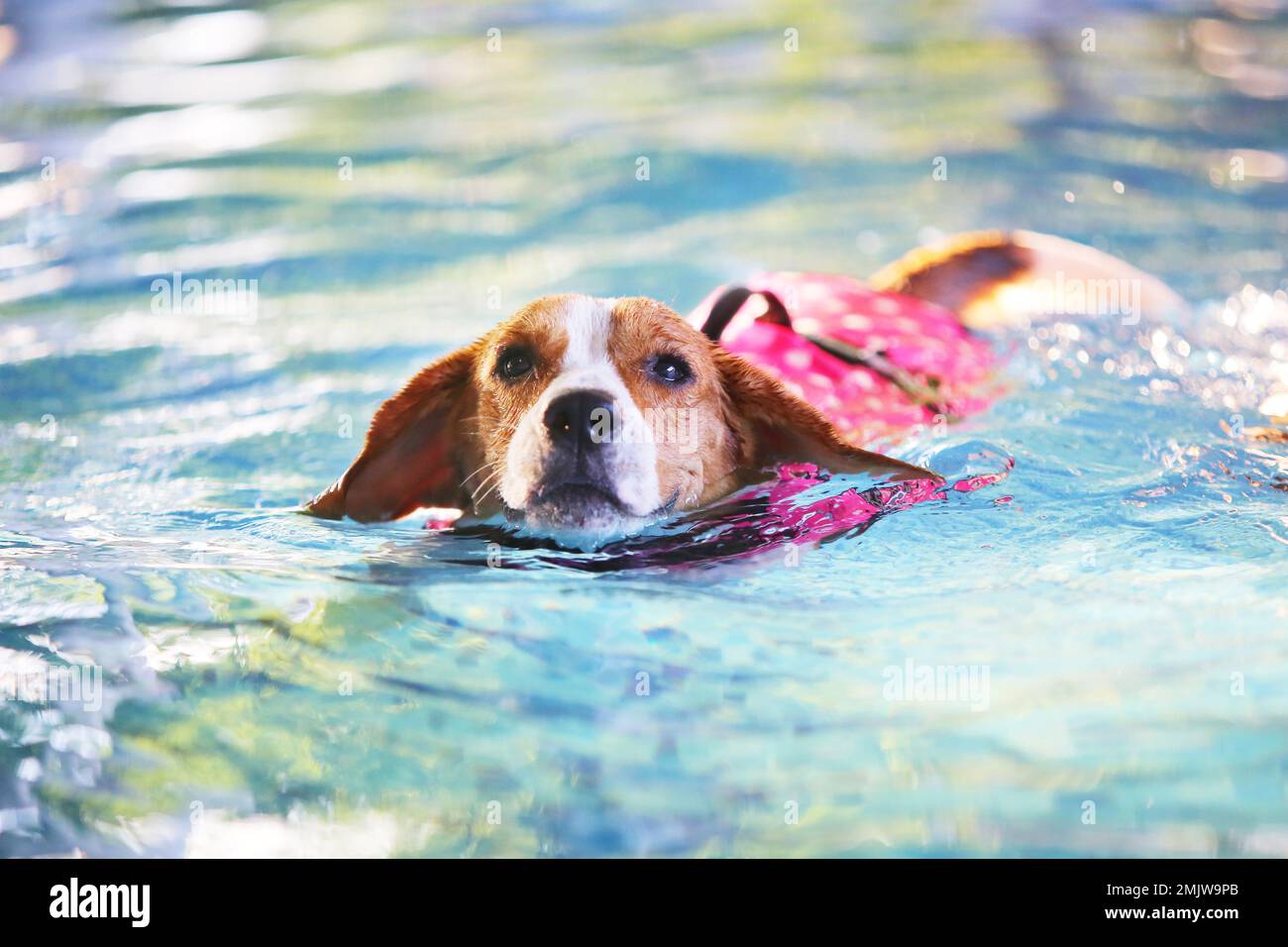 Beagle wearing life jacket and swimming in the pool. Dog swimming Stock ...