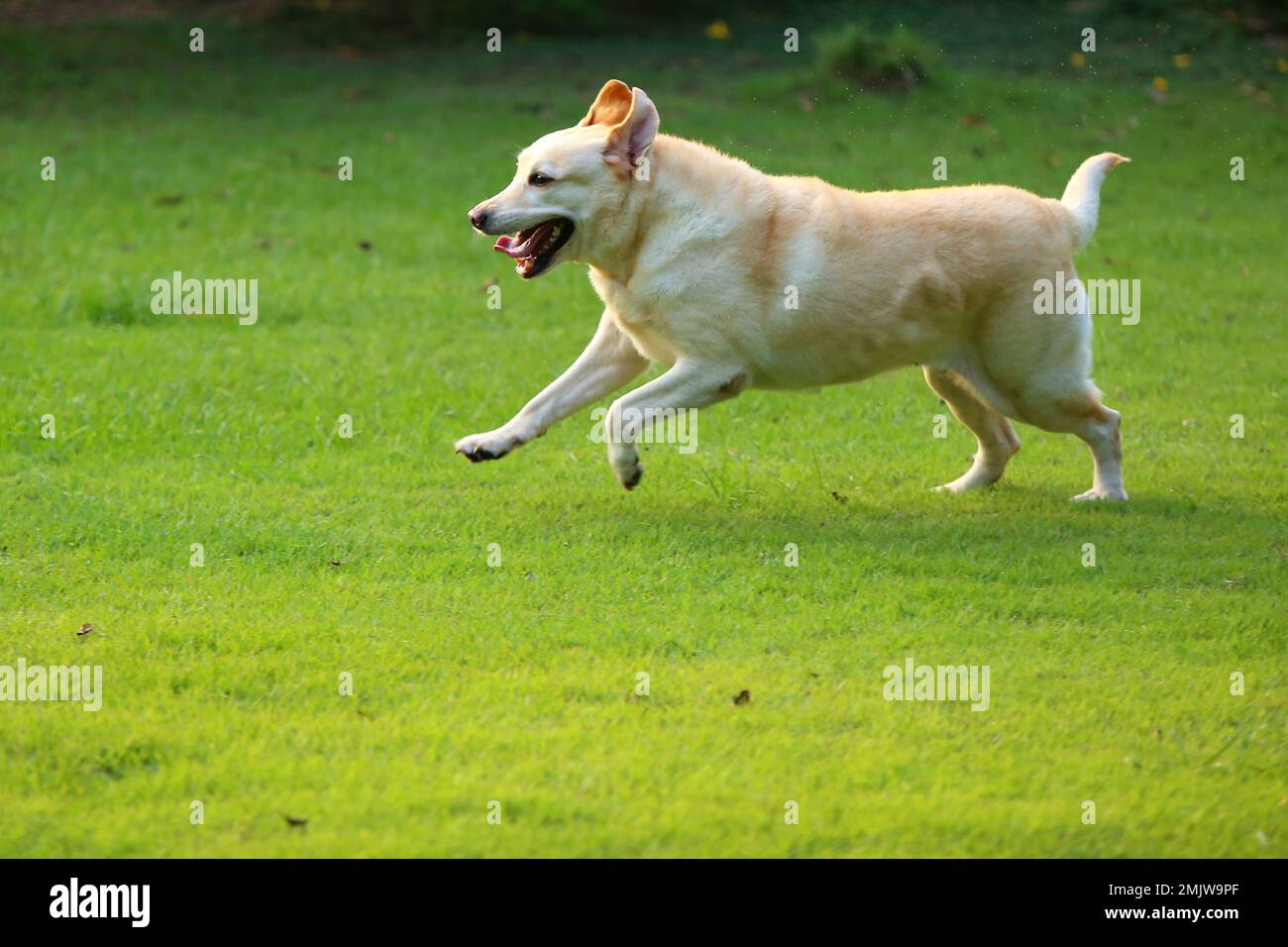Labrador Retriever running at the park. Dog unleashed at the lawn Stock ...