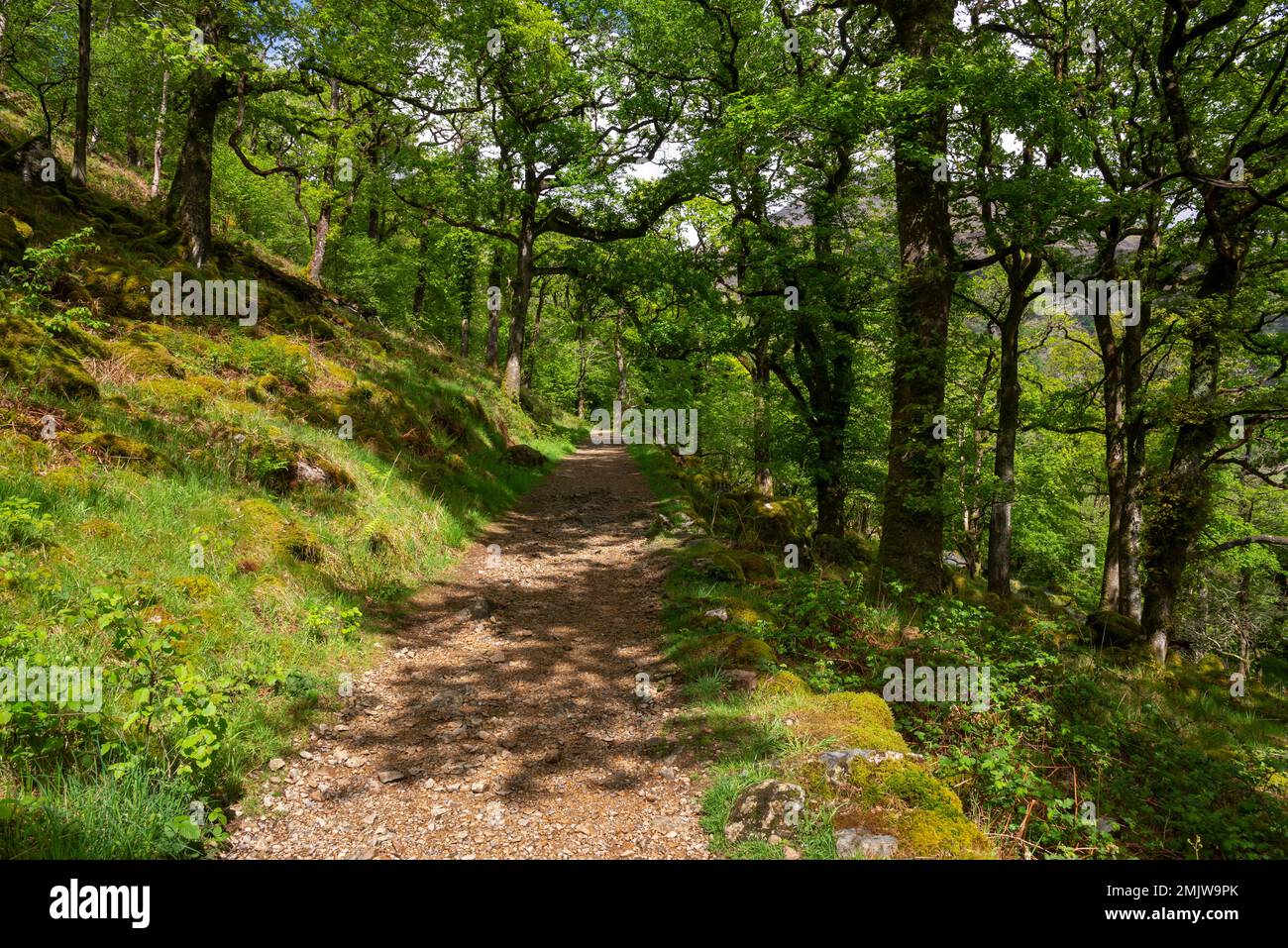 The Watkin Path where it passes through oak woodland before reaching ...