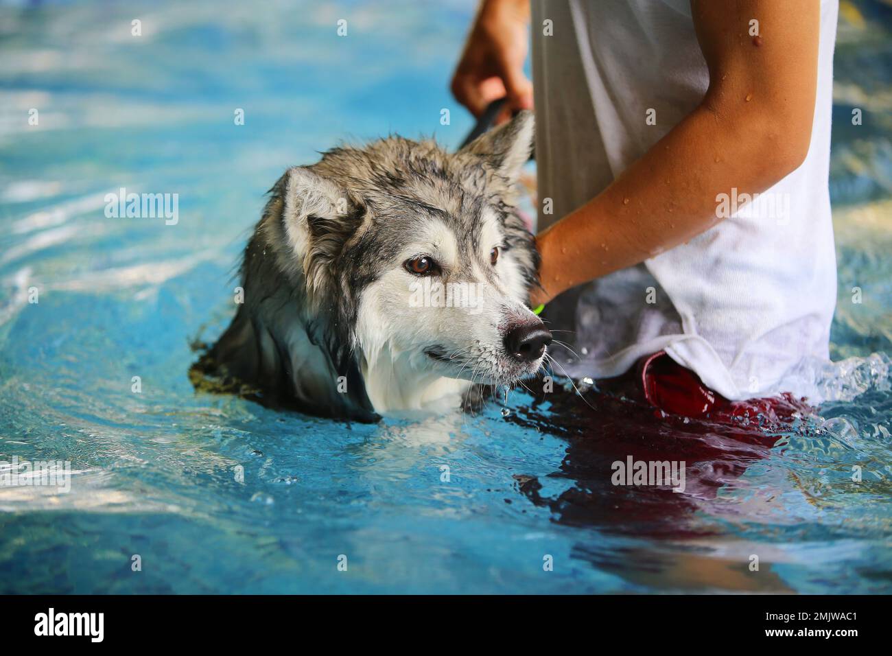 Siberian Husky swimming with owner at the pool. Dog playing with man in ...