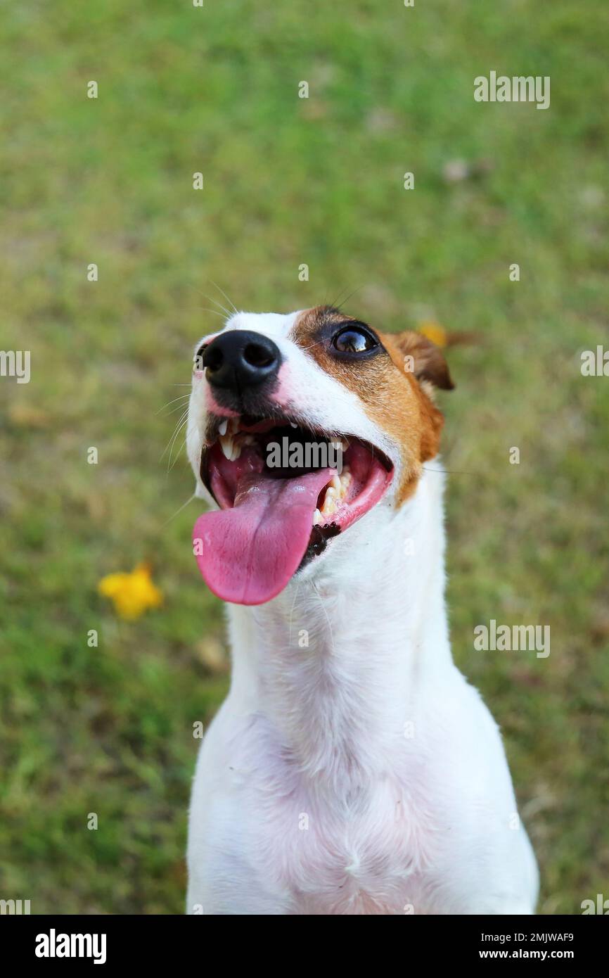 Jack Russell Terrier smiling portrait at the park. Dog unleashed in ...