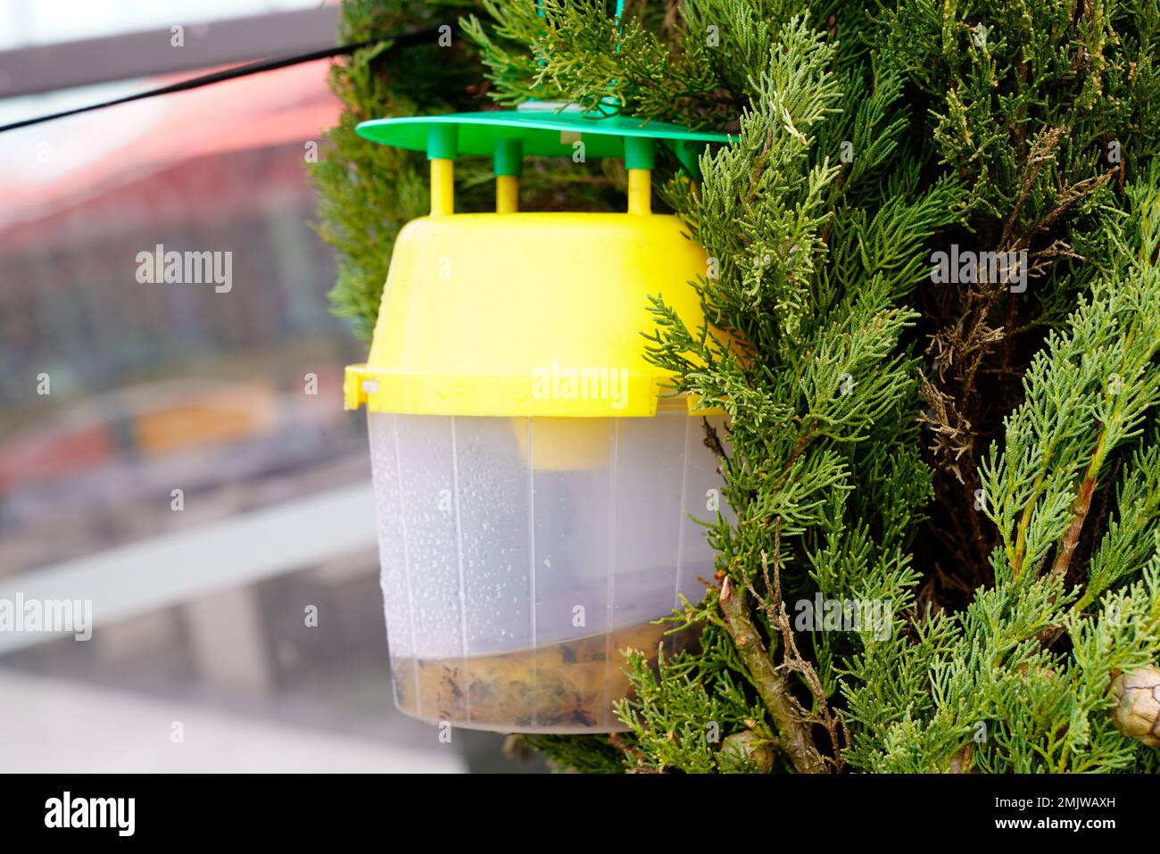 Bee bumblebee trap full of dead insects hanging from garden tree Stock ...