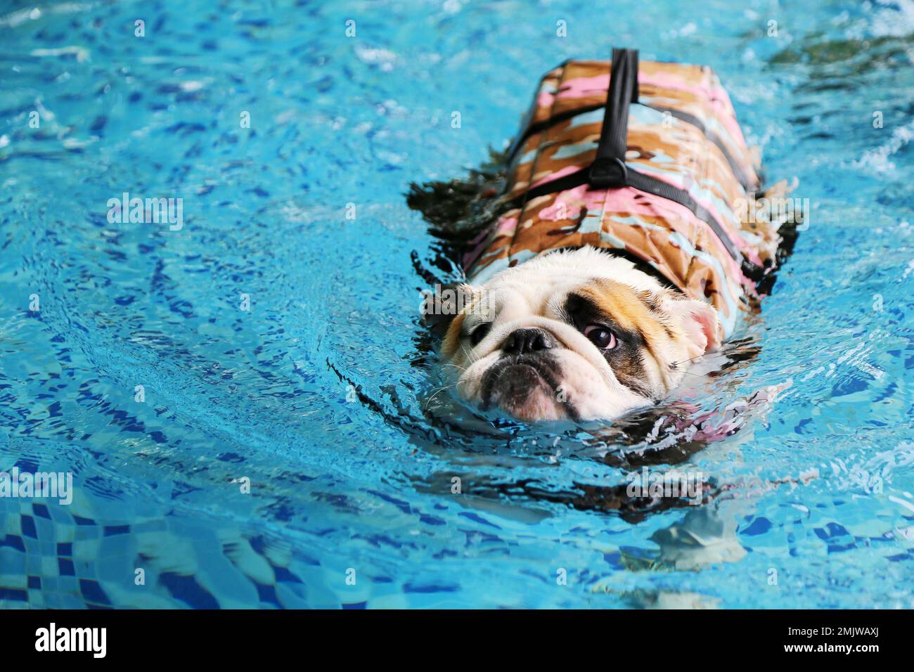 English Bulldog wearing life jacket and swimming in the pool. Dog ...