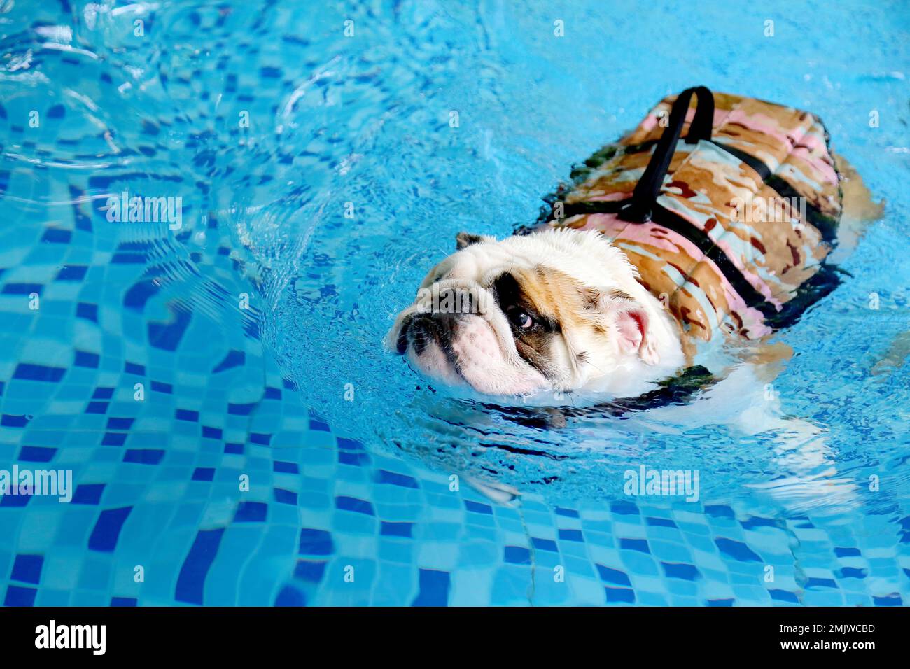 English Bulldog wearing life jacket and swimming the pool. Dog swimming ...