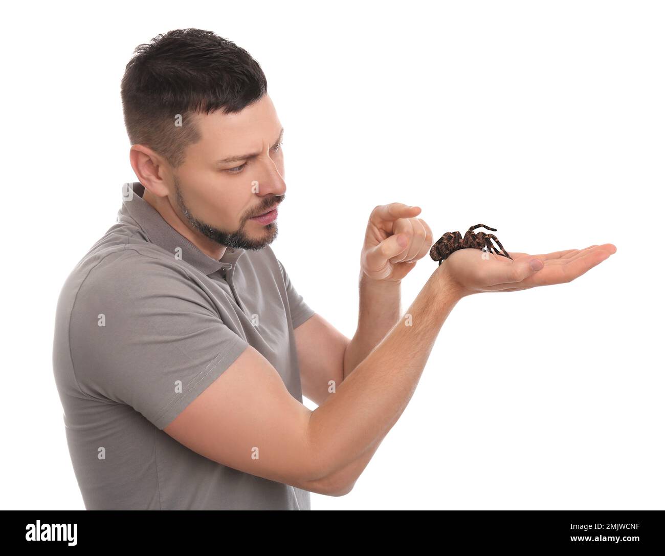 Man holding striped knee tarantula on white background Stock Photo - Alamy