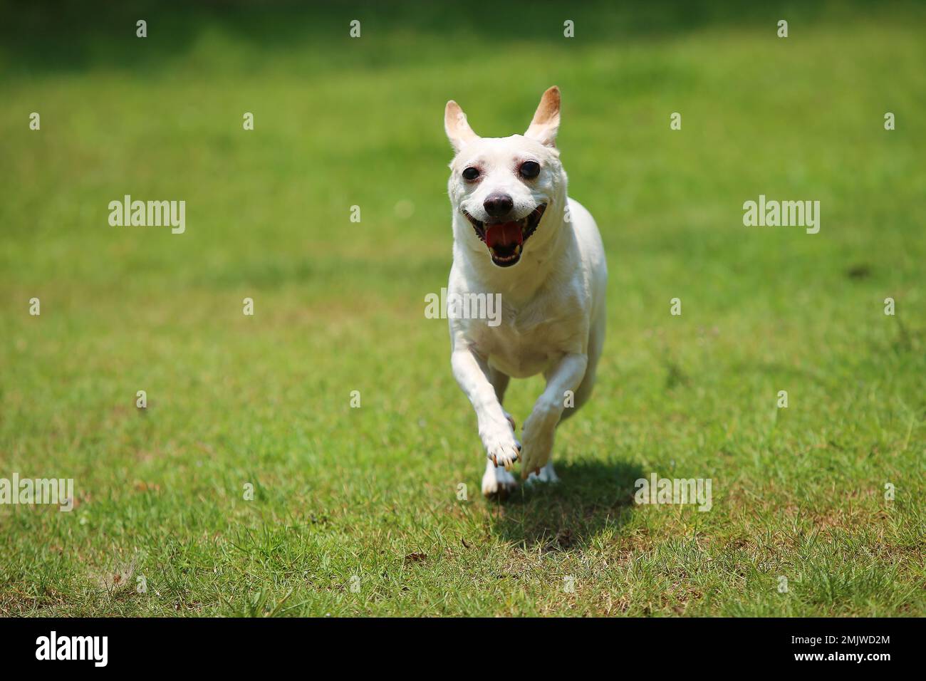 Jack russell terrier jumping garden hi-res stock photography and images ...