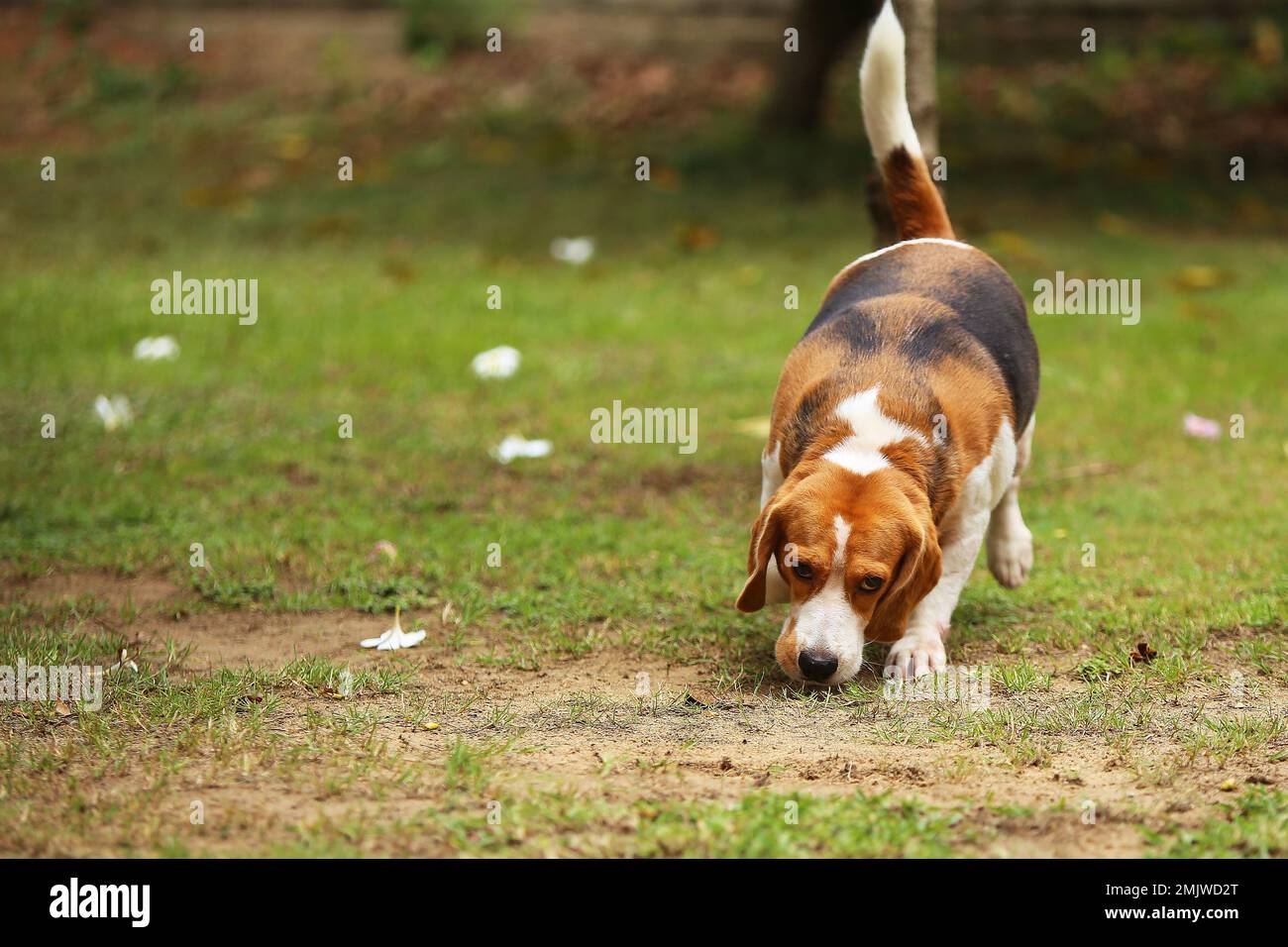 Beagle sniffs the ground and walking in the park. Dog unleashed in ...
