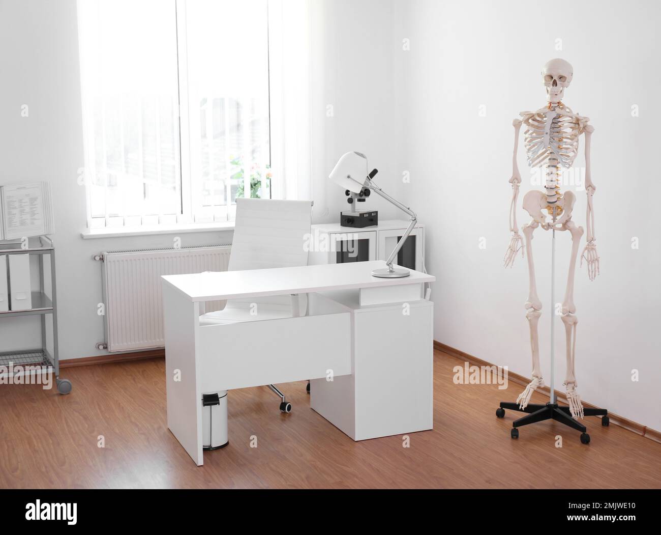 Human skeleton model in modern orthopedist's office Stock Photo - Alamy