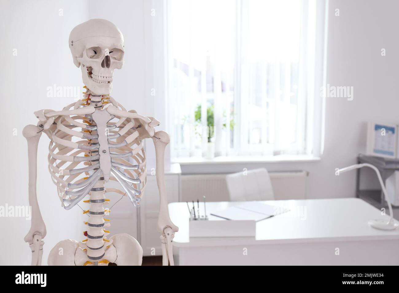Human skeleton model in modern orthopedist's office Stock Photo - Alamy