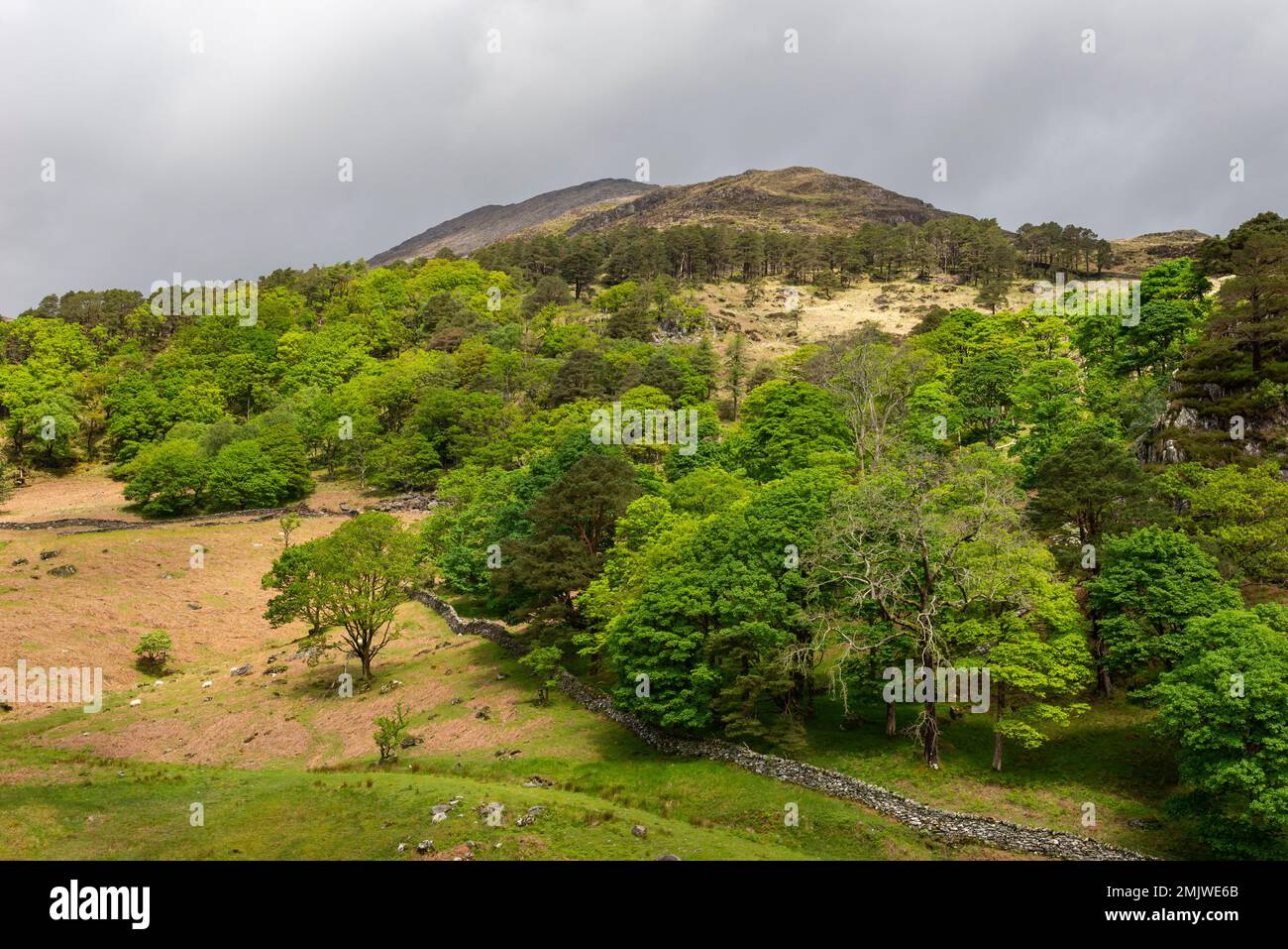 Snowdonia national park woodland hi-res stock photography and images ...