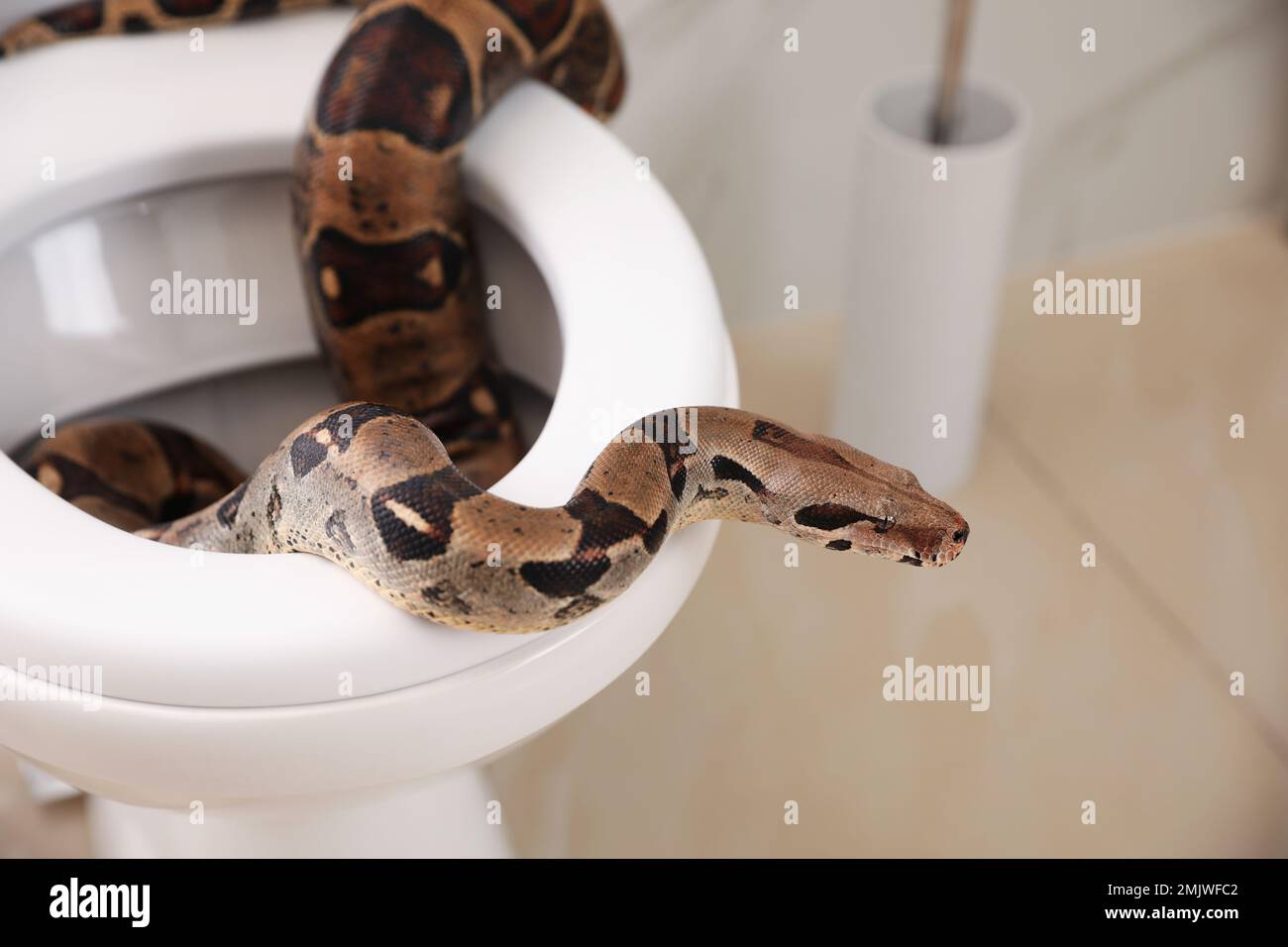 Brown boa constrictor on toilet bowl in bathroom Stock Photo - Alamy