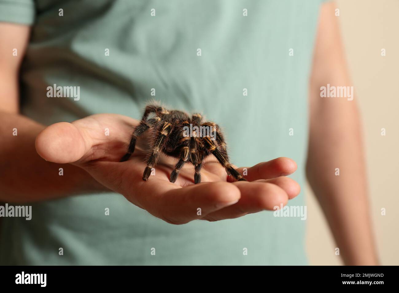 Man holding striped knee tarantula on beige background, closeup Stock ...