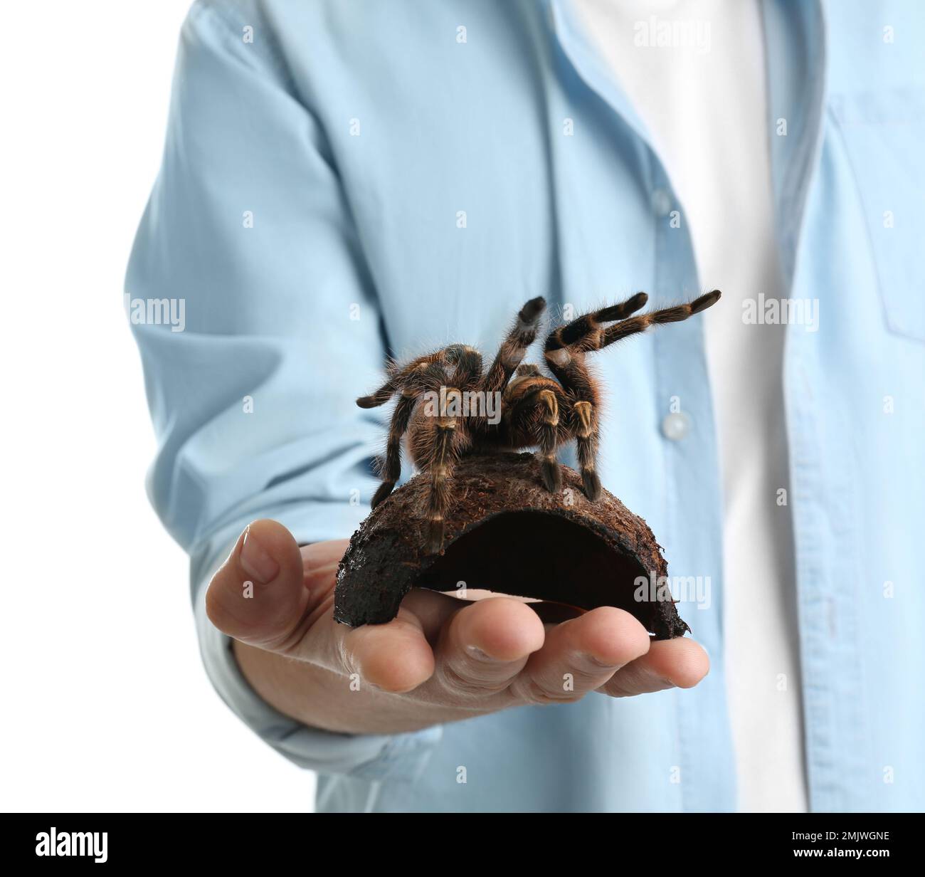 Man holding striped knee tarantula on white background, closeup Stock ...