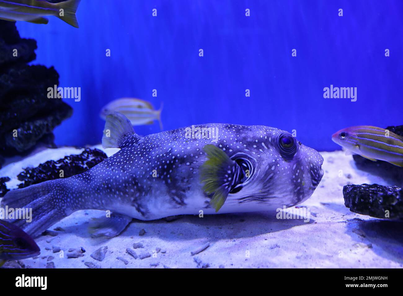 Beautiful pufferfish in clear toned blue aquarium Stock Photo - Alamy