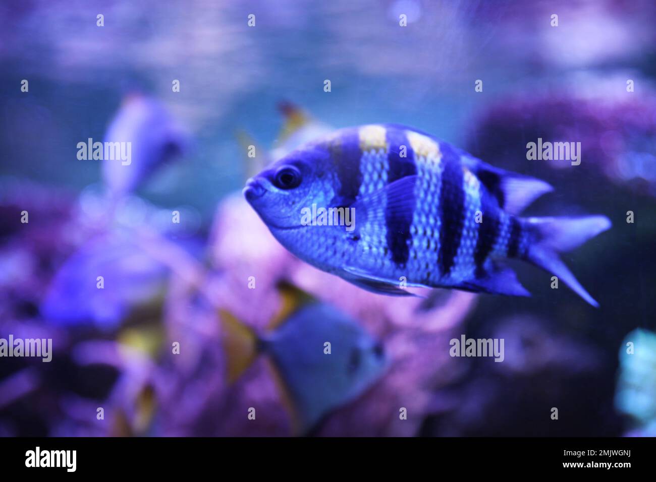 Beautiful sergeant major fish swimming in clear aquarium Stock Photo ...