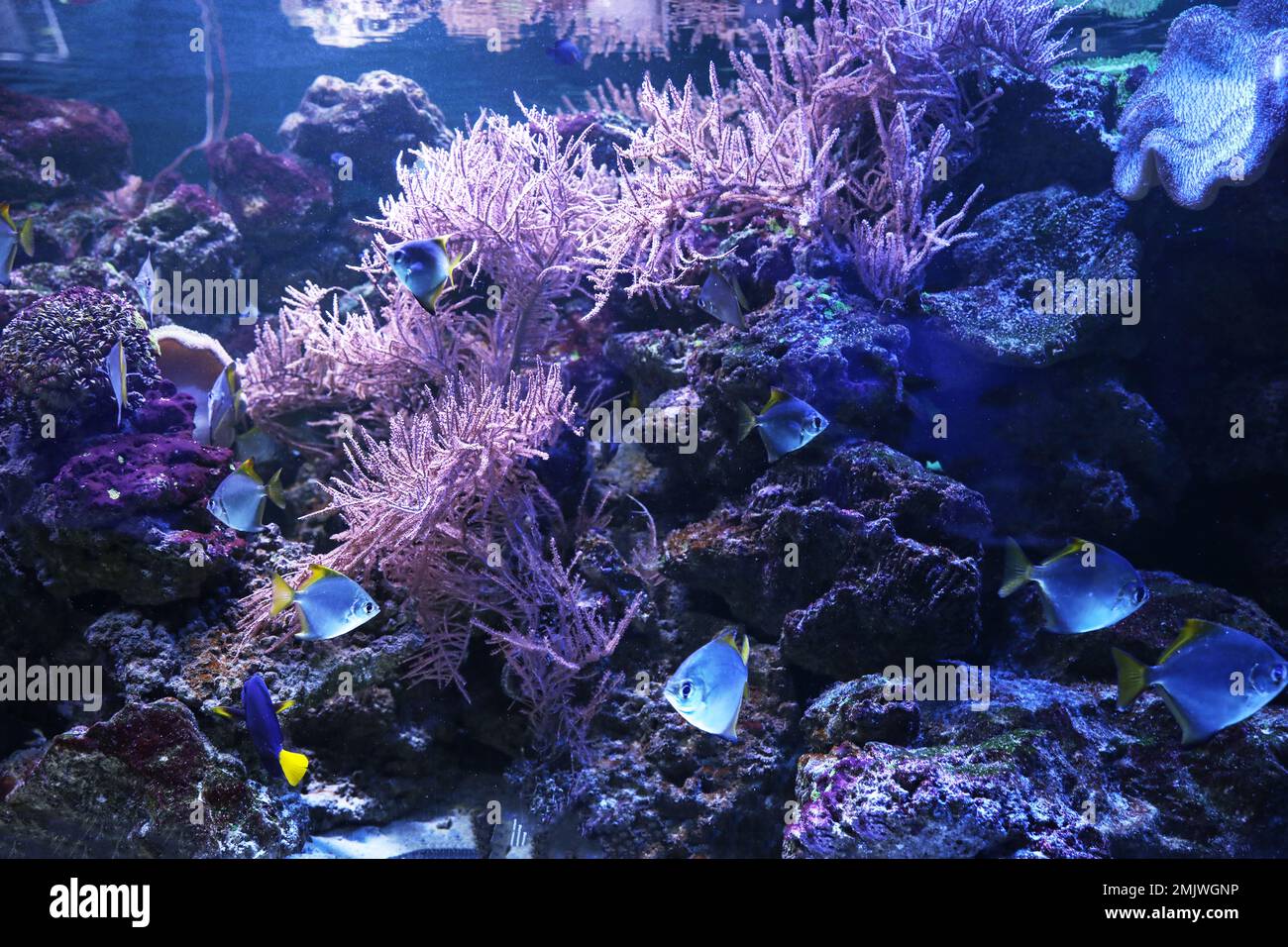 Many beautiful tropical fish in clear aquarium Stock Photo - Alamy