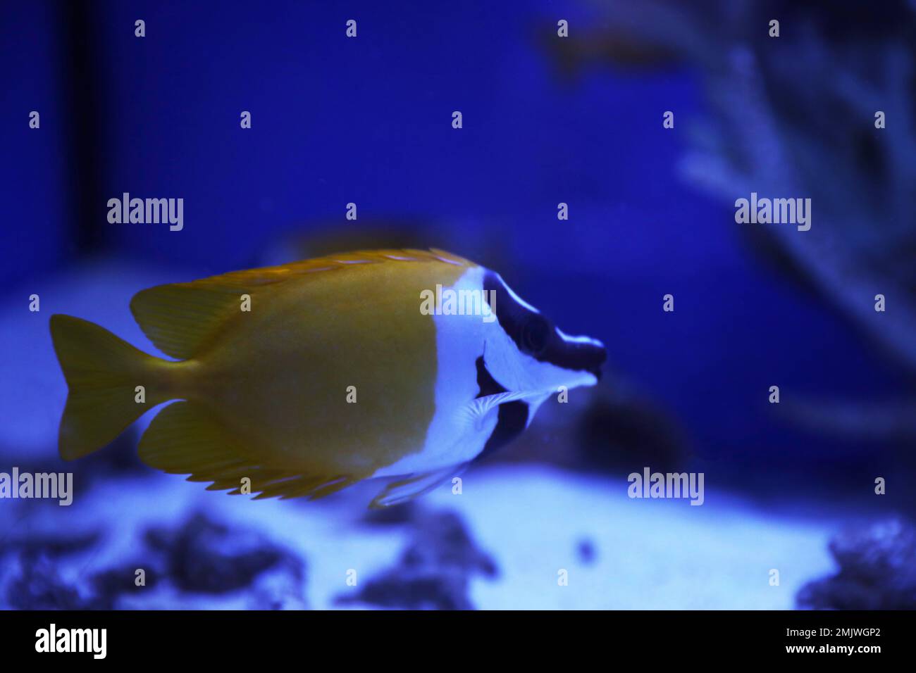 Beautiful yellow longnose butterfly fish in clear toned blue aquarium ...