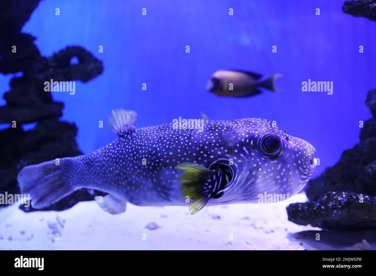 Pufferfish swimming hi-res stock photography and images - Alamy