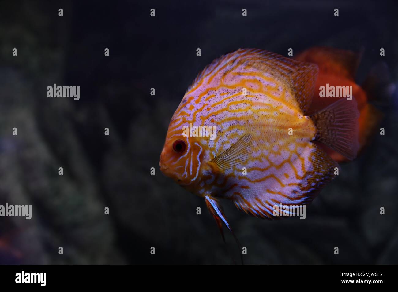 Beautiful discus fish in clear aquarium water Stock Photo - Alamy