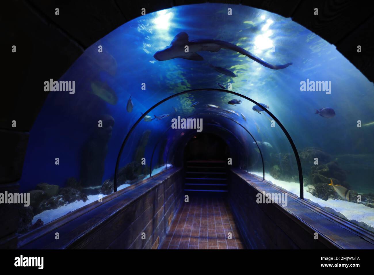 Glass underwater tunnel in modern oceanarium with fish Stock Photo - Alamy