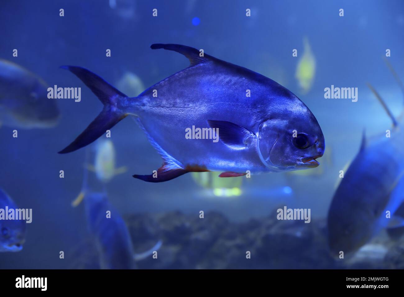 Palometa fish swimming in clear aquarium water Stock Photo - Alamy