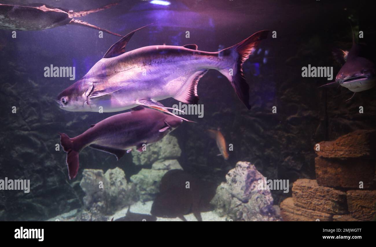 Gaff topsail hi-res stock photography and images - Alamy