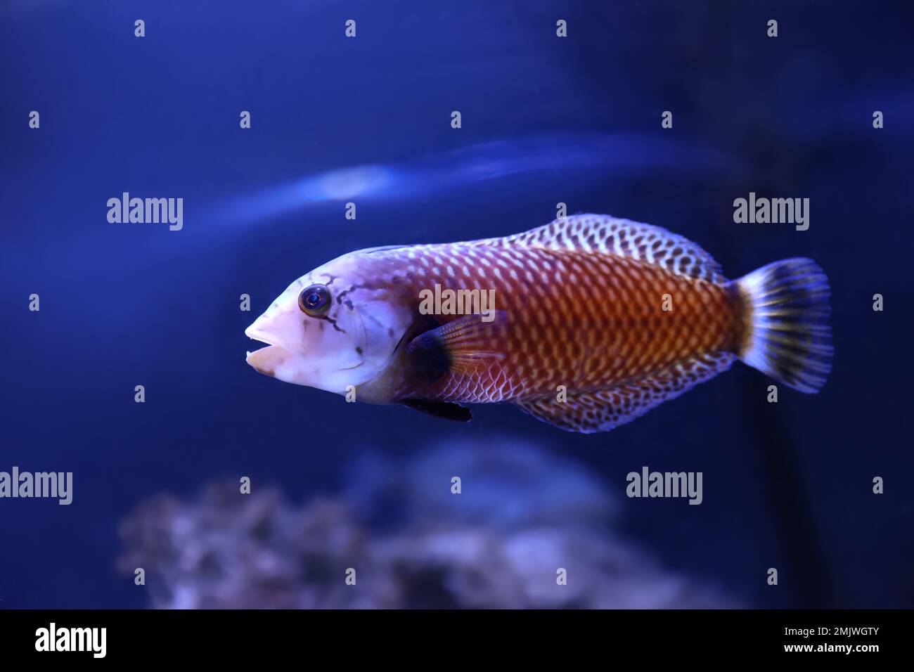 Beautiful tropical fish swimming in clear aquarium water Stock Photo ...