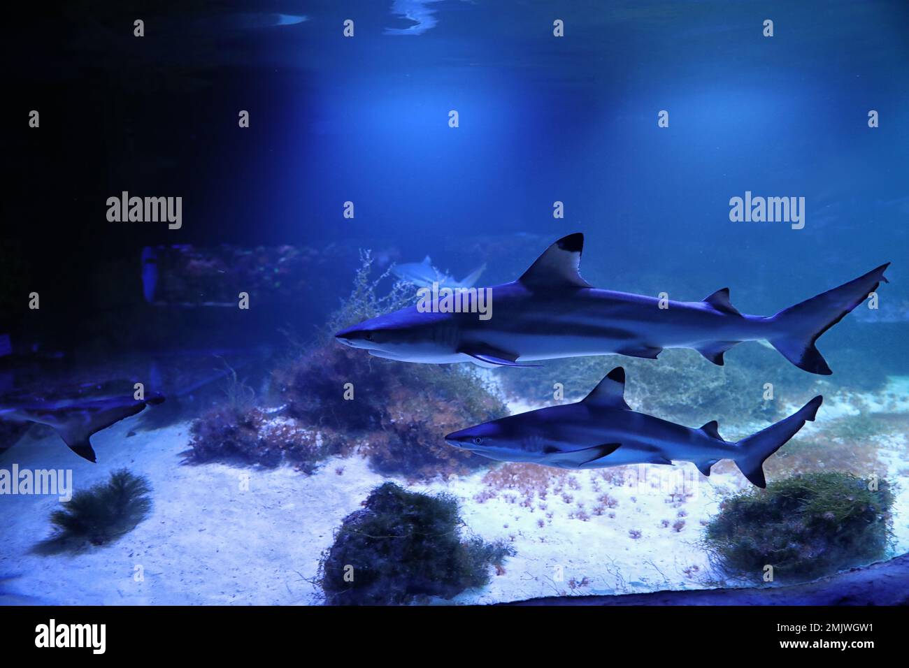 Large aquarium with sharks in oceanarium. Elasmobranch fish Stock Photo ...