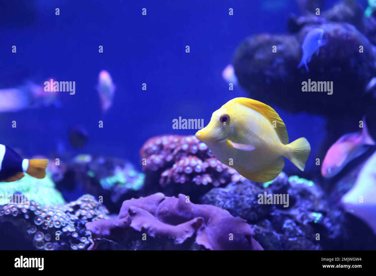 Beautiful yellow tang fish in clear aquarium water Stock Photo - Alamy