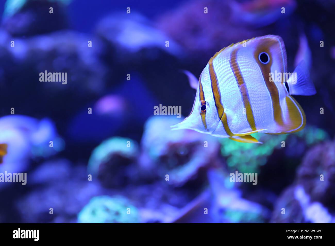 Banded butterfly fish hi-res stock photography and images - Alamy