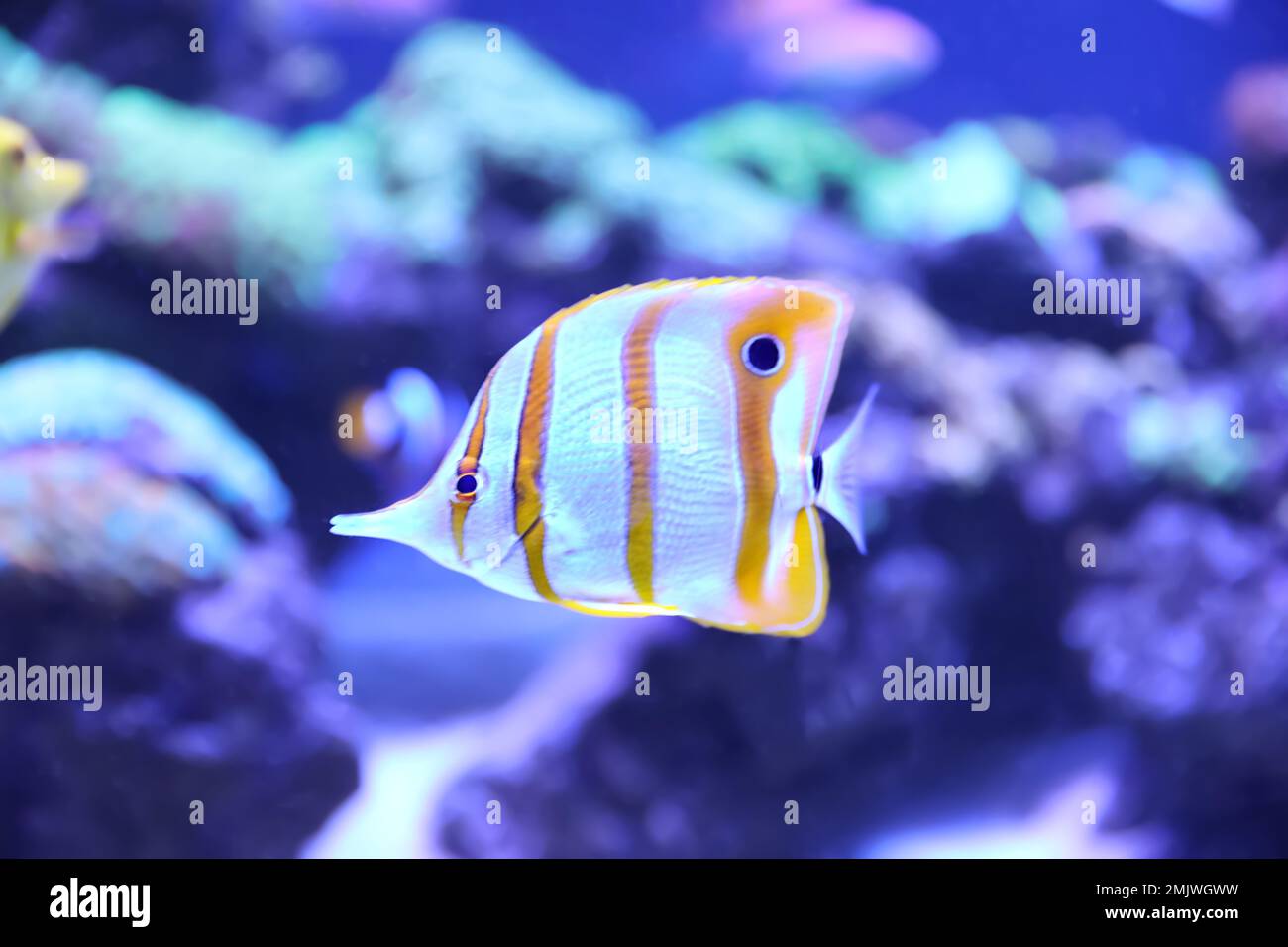 Banded butterfly fish hi-res stock photography and images - Alamy