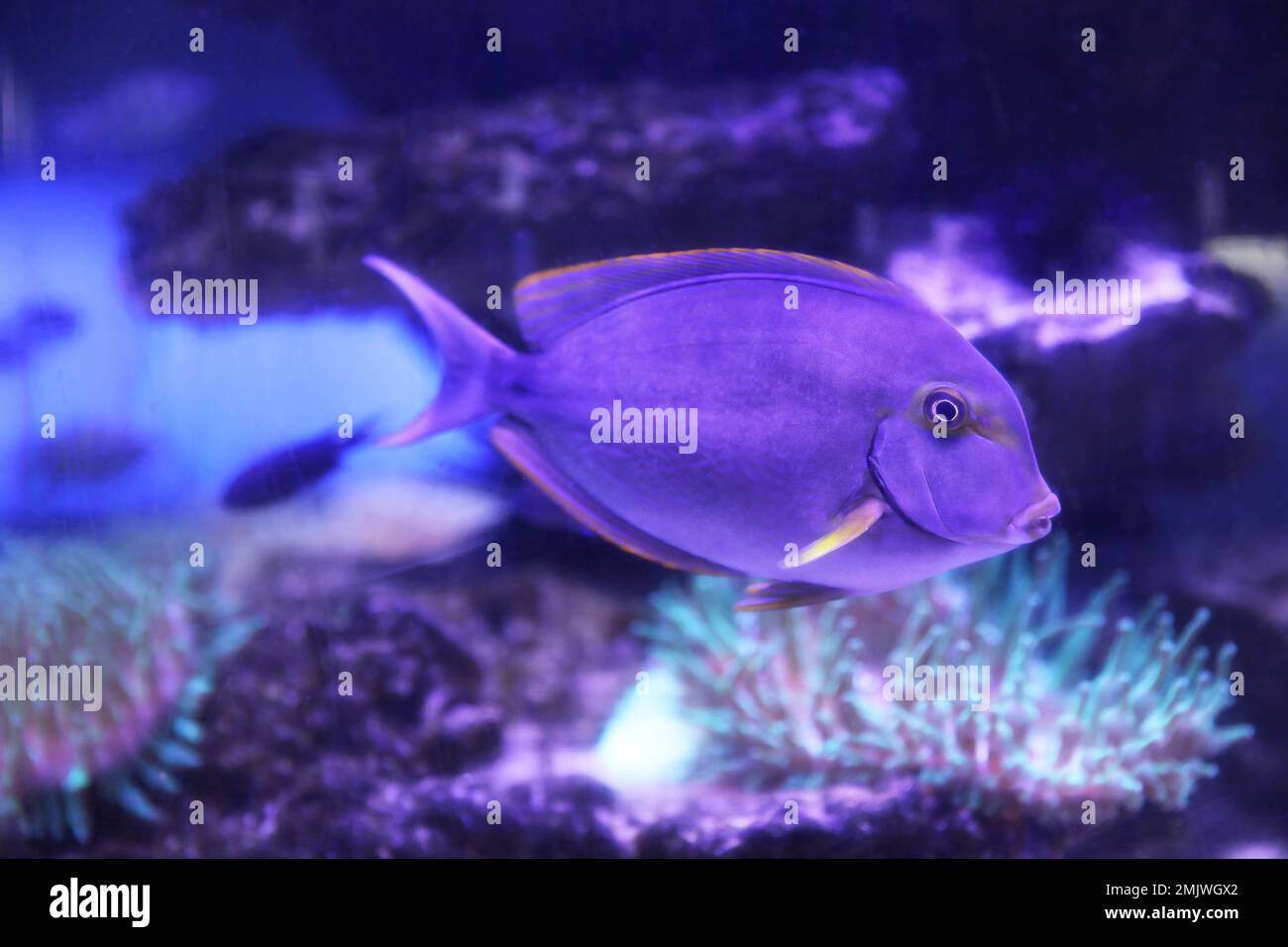 Beautiful surgeon fish swimming in aquarium water Stock Photo - Alamy