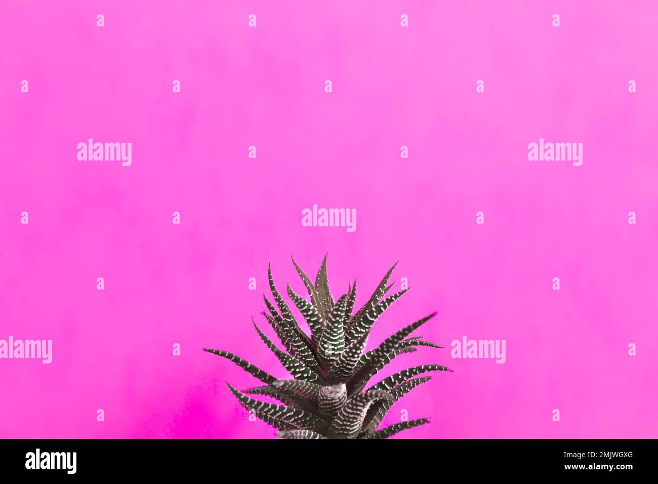 Beautiful succulent (Haworthia fasciata) on beige background. Space for ...