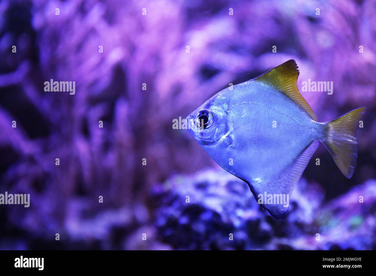 Monodactyl hi-res stock photography and images - Alamy