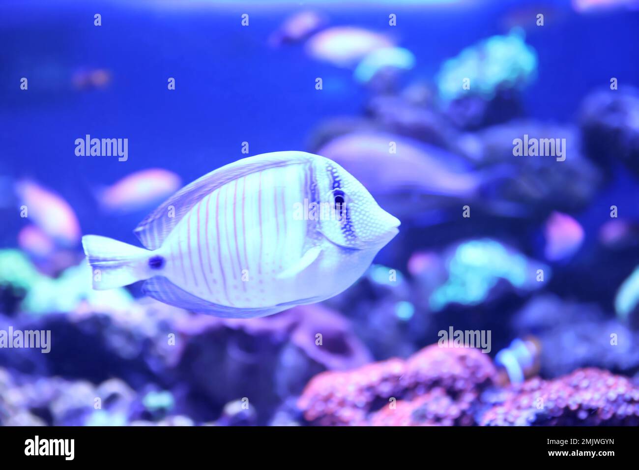Beautiful butterfly fish in clear aquarium water Stock Photo - Alamy