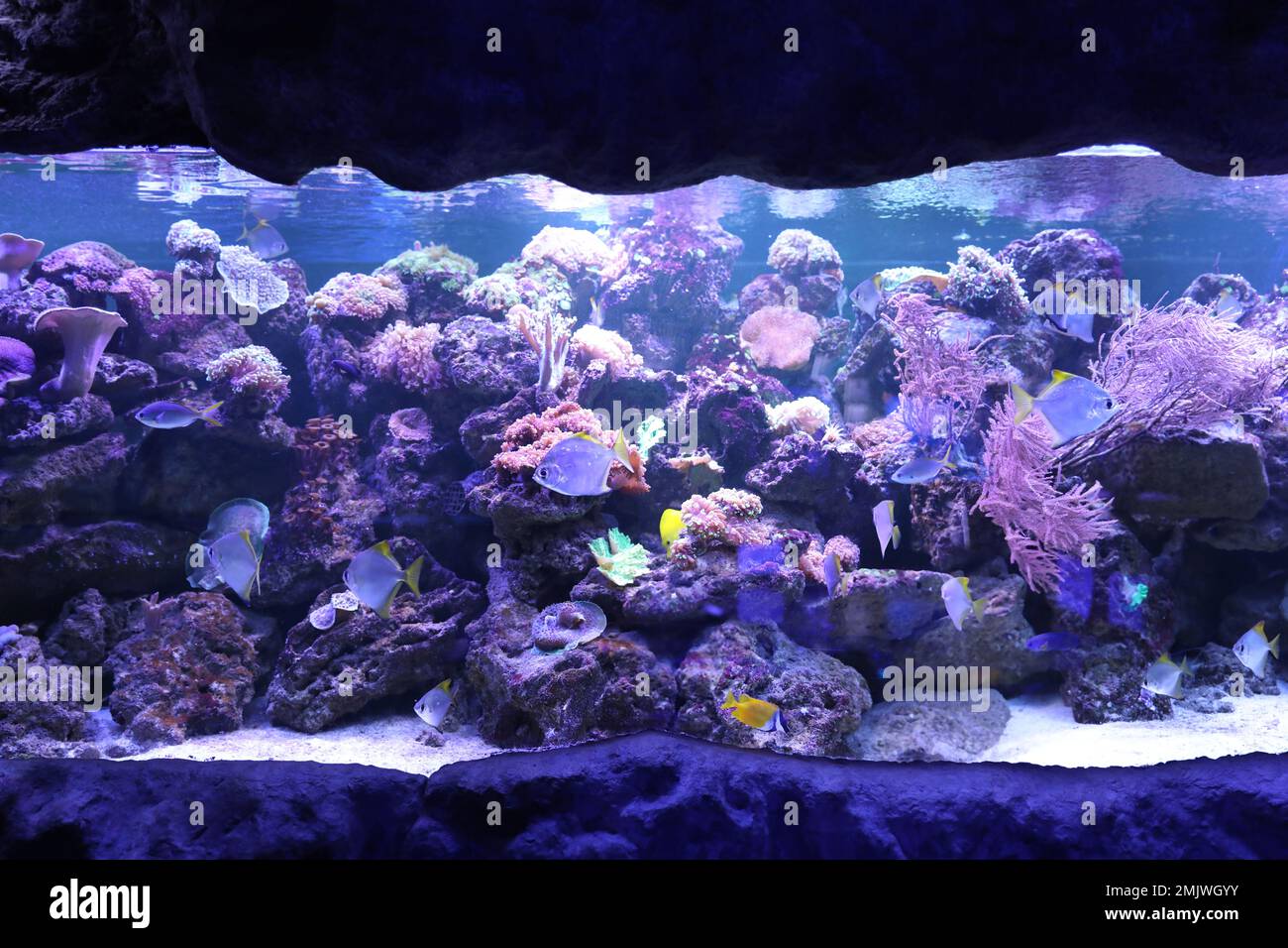 Different fishes in oceanarium hi-res stock photography and images - Alamy