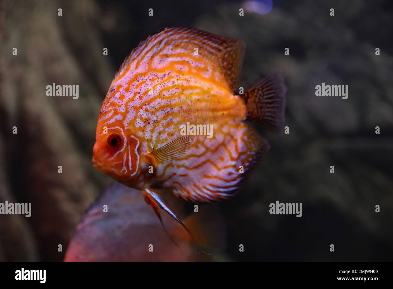 Beautiful discus fish in clear aquarium water Stock Photo - Alamy