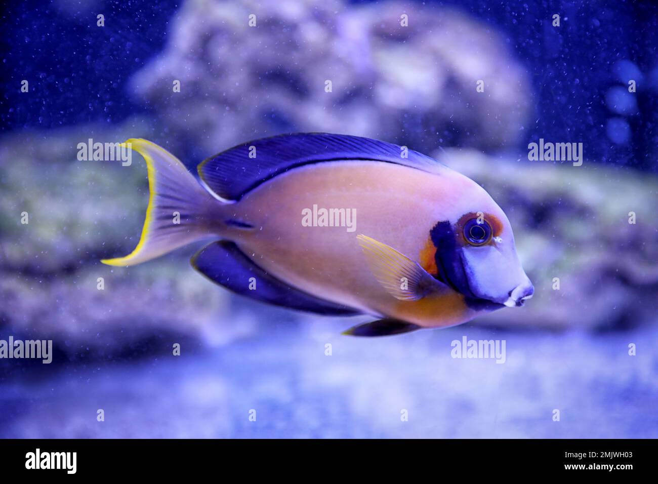 Beautiful surgeon fish in clear aquarium water Stock Photo - Alamy