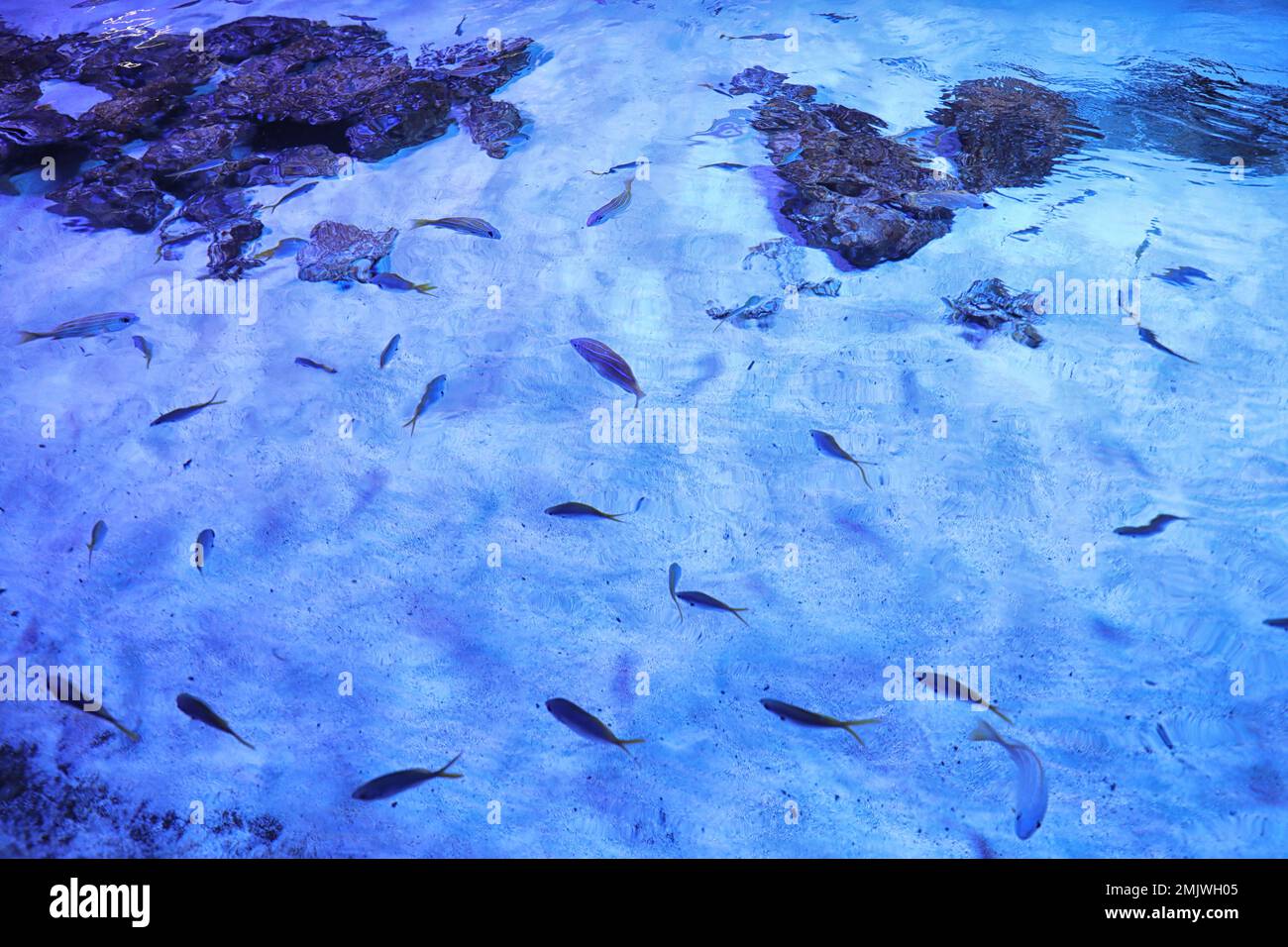 Pond with small tropical fish in oceanarium Stock Photo - Alamy