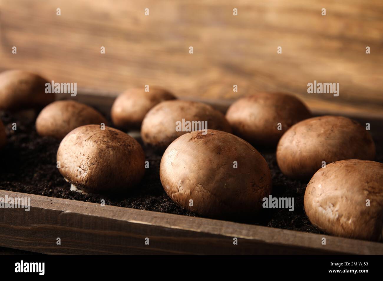 Brown champignons growing on soil in wooden crate, closeup. Mushrooms ...