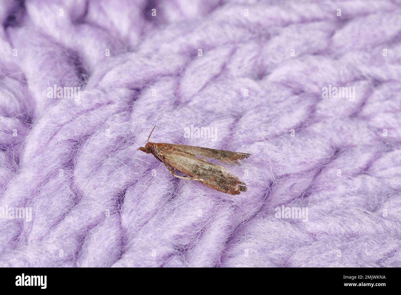 Tineola bisselliella hi-res stock photography and images - Alamy