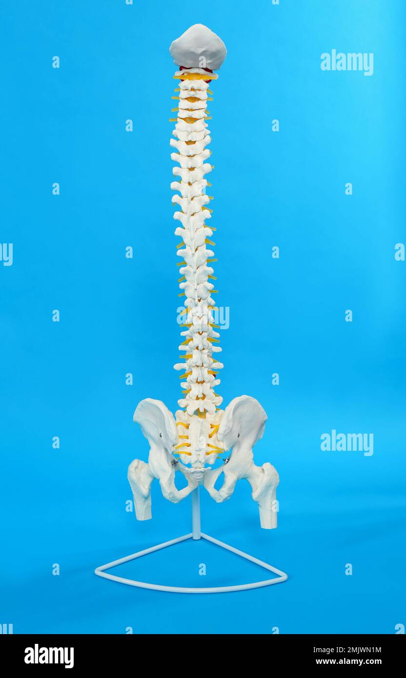 Artificial human spine model on blue background Stock Photo - Alamy